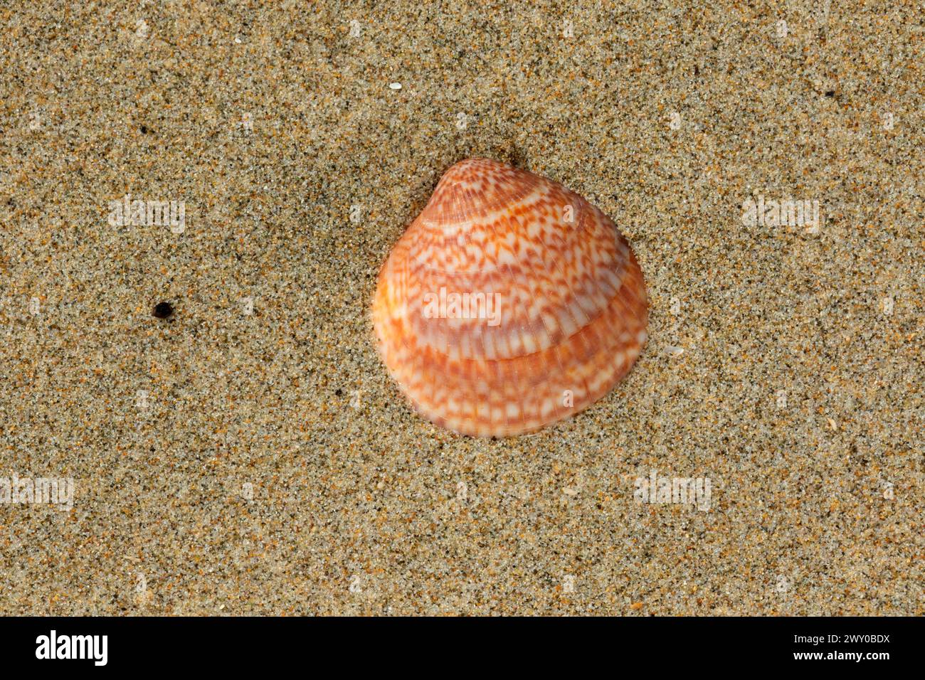 Clam beachcombing hi-res stock photography and images - Alamy