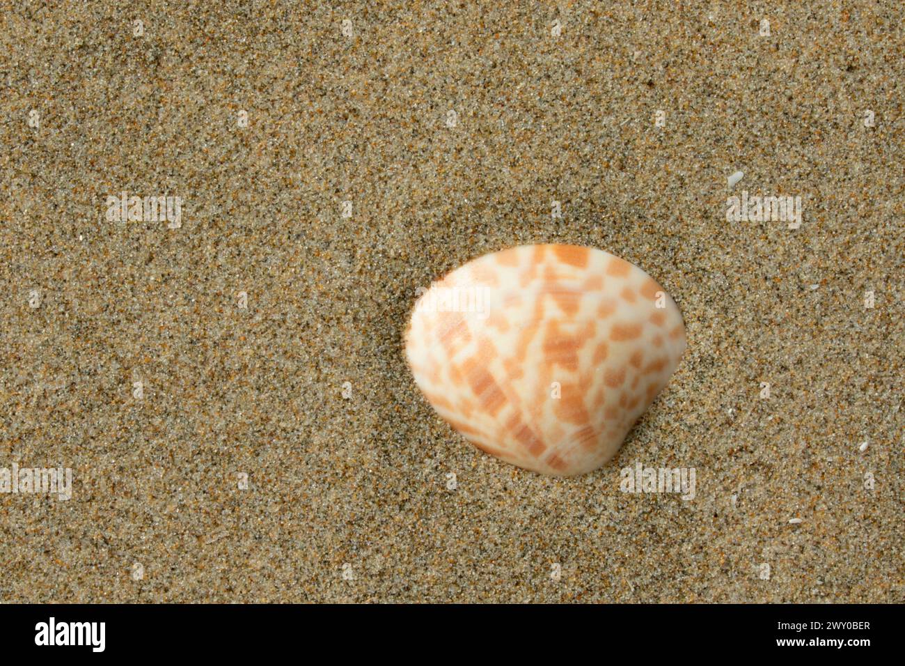 Calico clam hi-res stock photography and images - Alamy