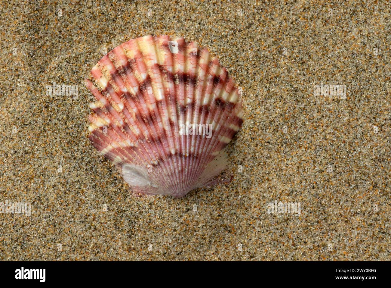 Calico Scallop shell Stock Photo - Alamy