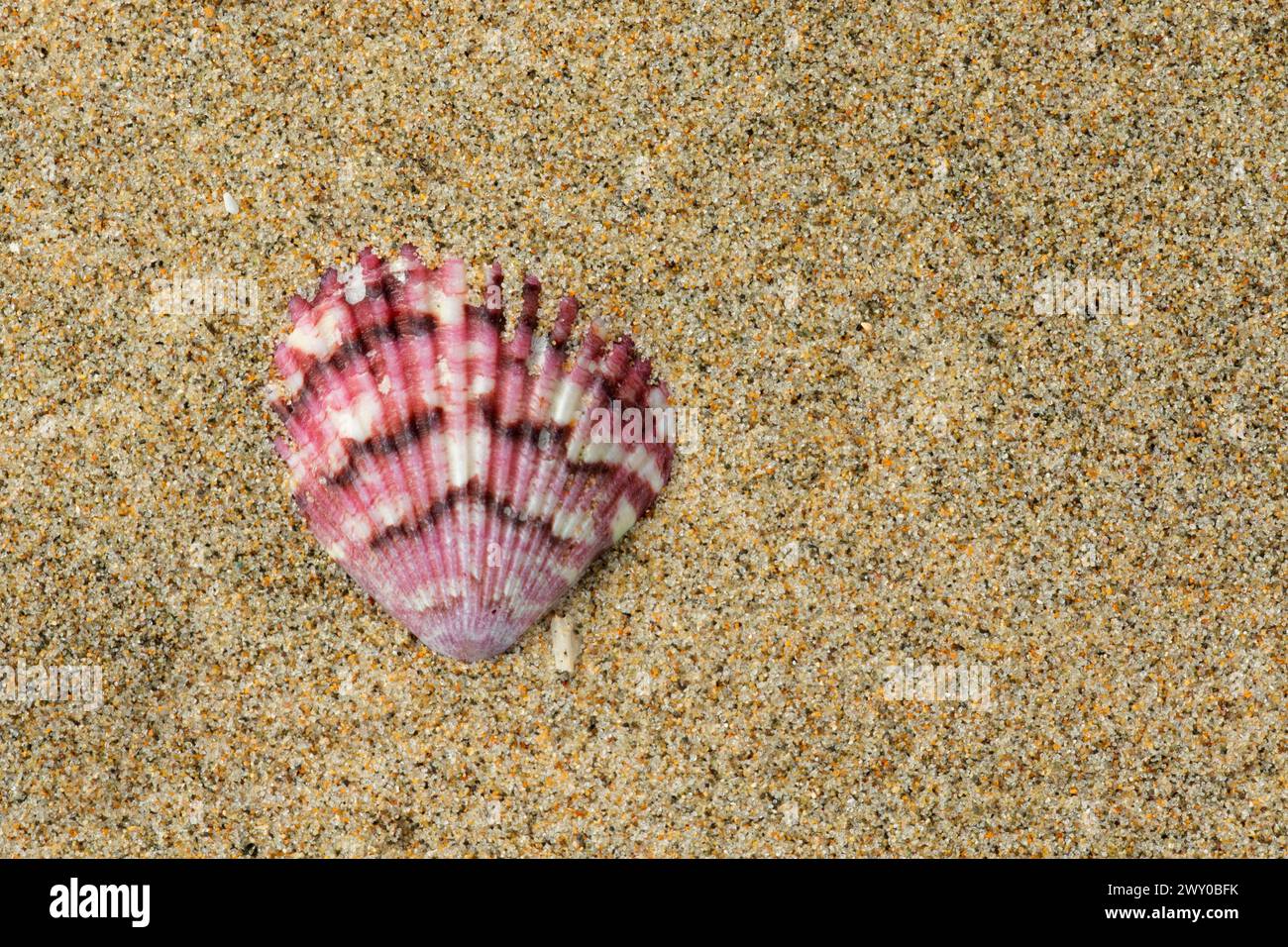 Calico Scallop shell Stock Photo - Alamy