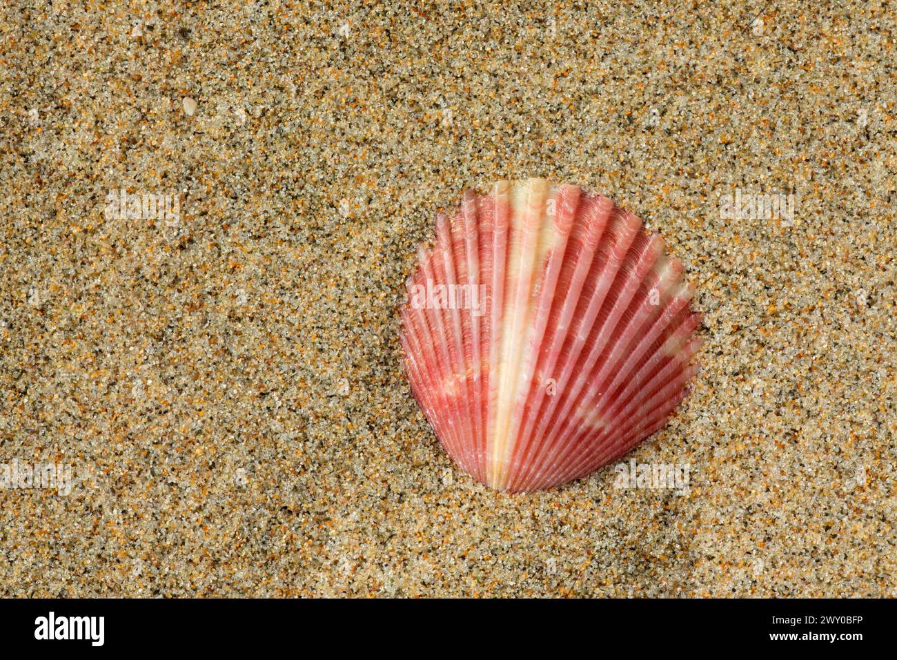 Calico Scallop shell Stock Photo - Alamy
