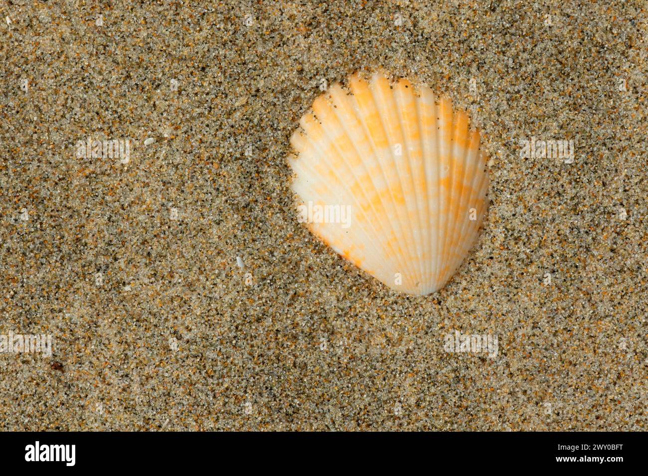 Calico Scallop shell Stock Photo - Alamy
