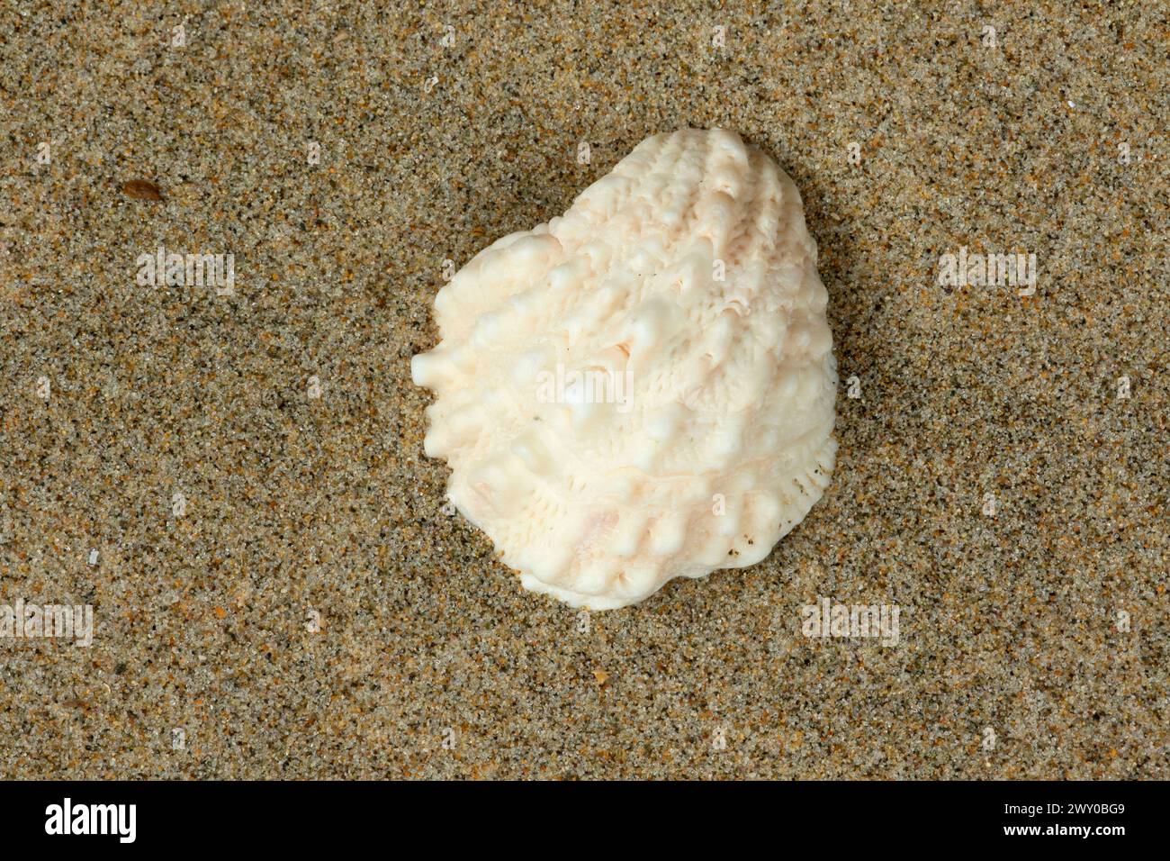 Spiny Jewel Box shell Stock Photo - Alamy