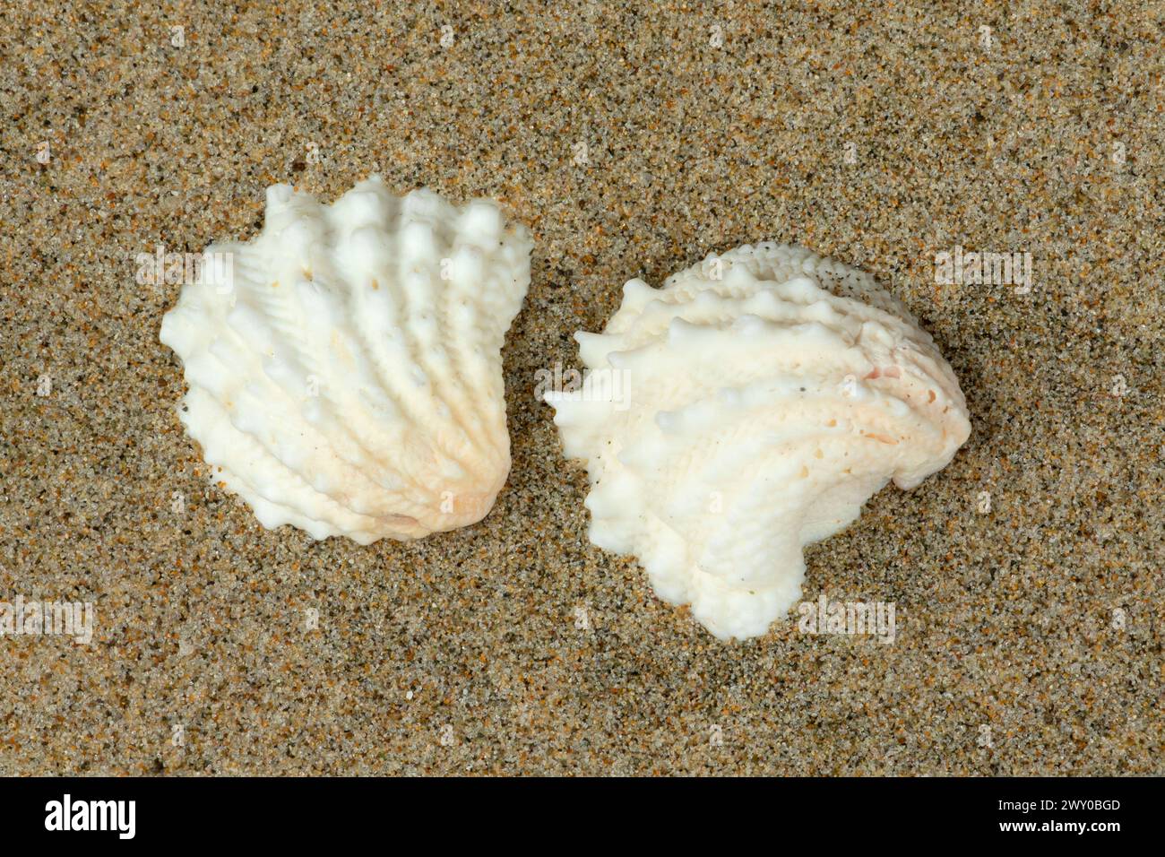 Spiny Jewel Box shell Stock Photo - Alamy