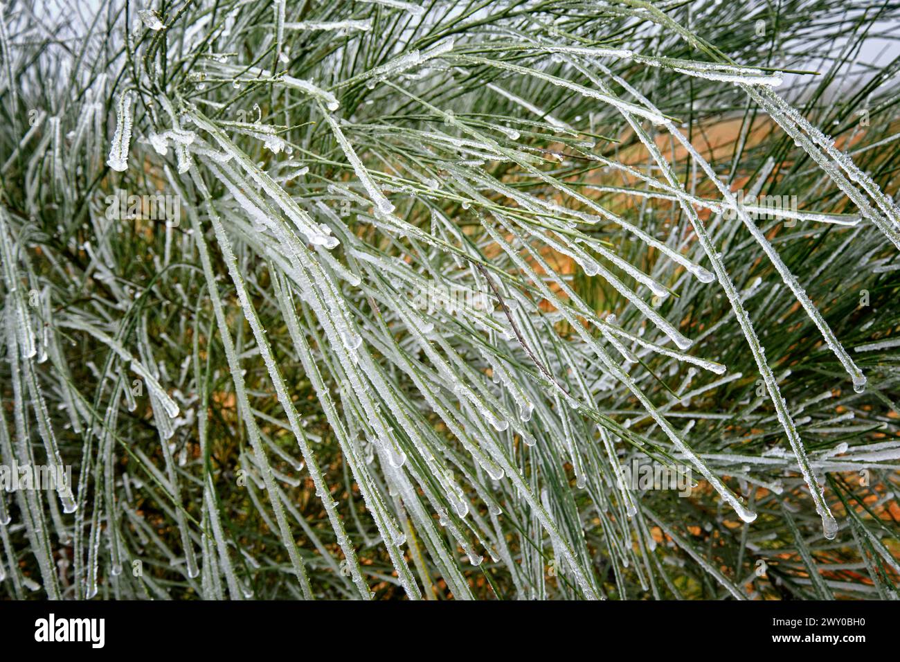 Miranda frost hi-res stock photography and images - Alamy