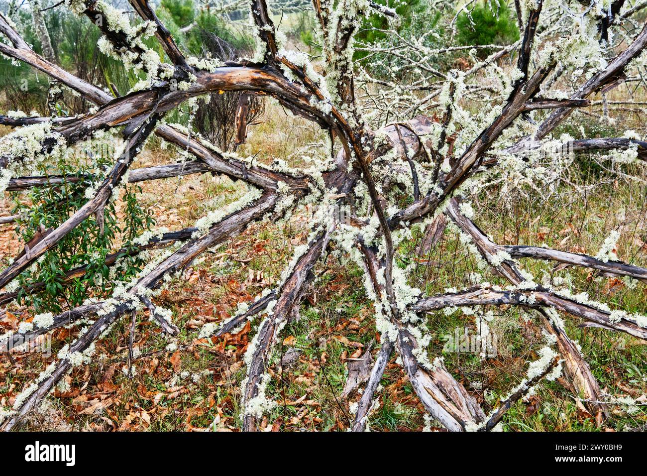 Douro international nature park hi-res stock photography and images - Alamy