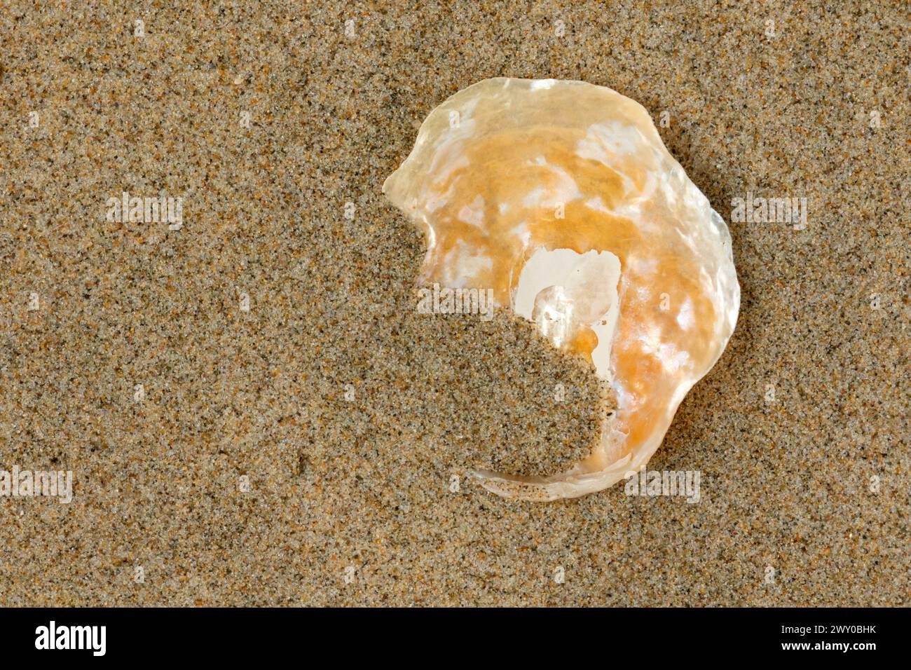 Clam oyster hi-res stock photography and images - Alamy