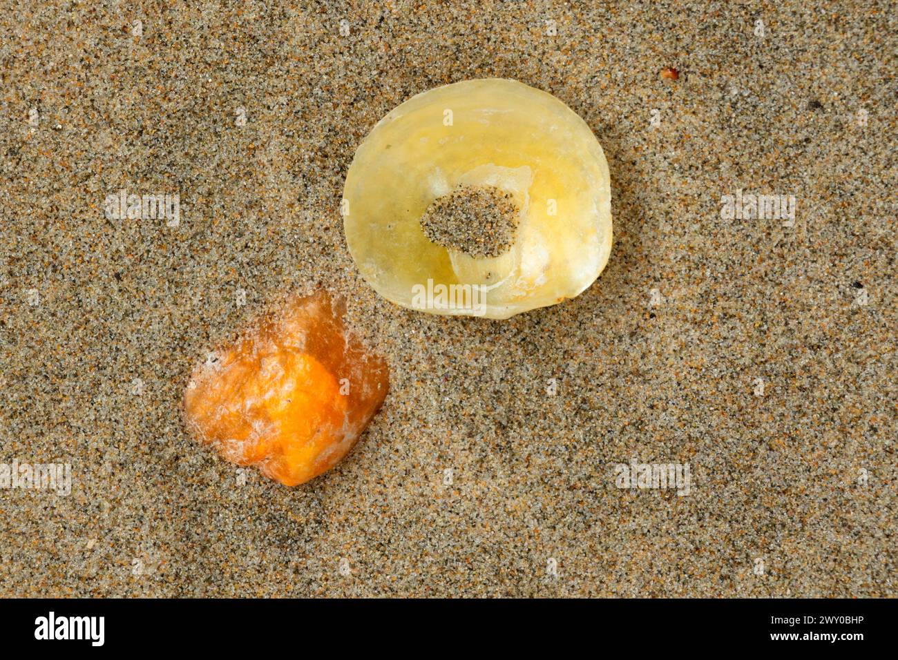 Jingle shell hi-res stock photography and images - Alamy
