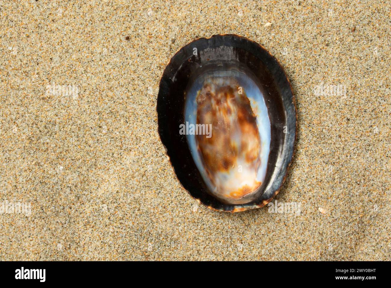 Limpet shell beach hi-res stock photography and images - Alamy