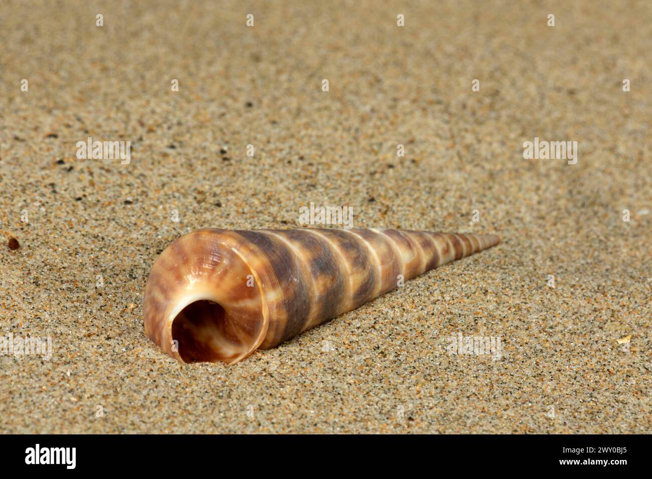 Sea auger hi-res stock photography and images - Alamy