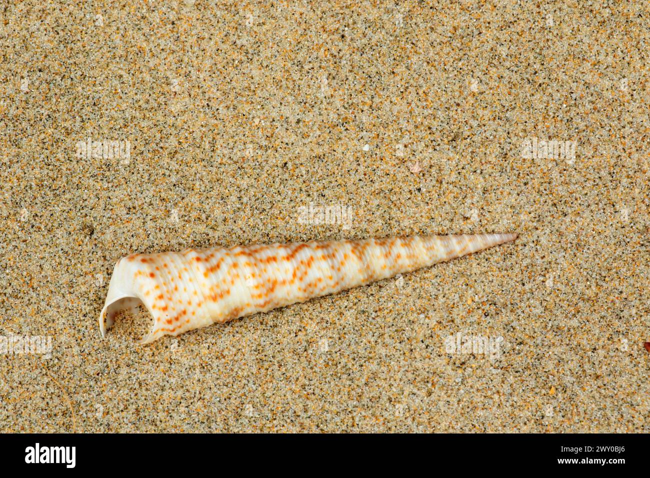 Auger snail hi-res stock photography and images - Alamy