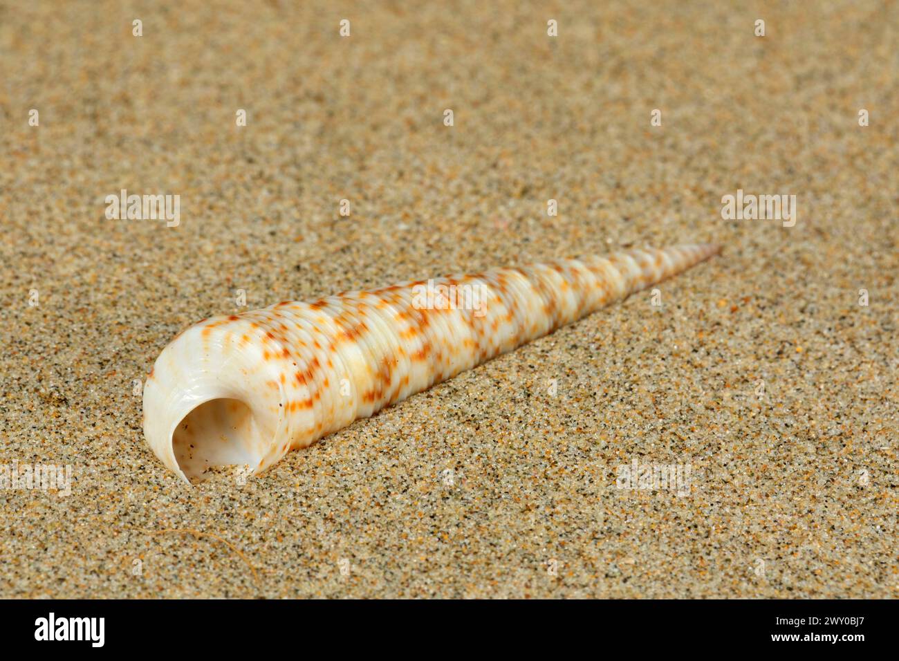 Sea auger hi-res stock photography and images - Alamy