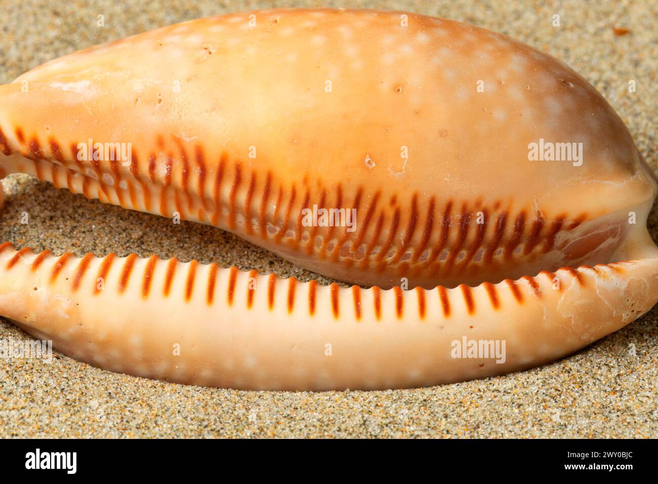 Cowrie gastropod hi-res stock photography and images - Alamy