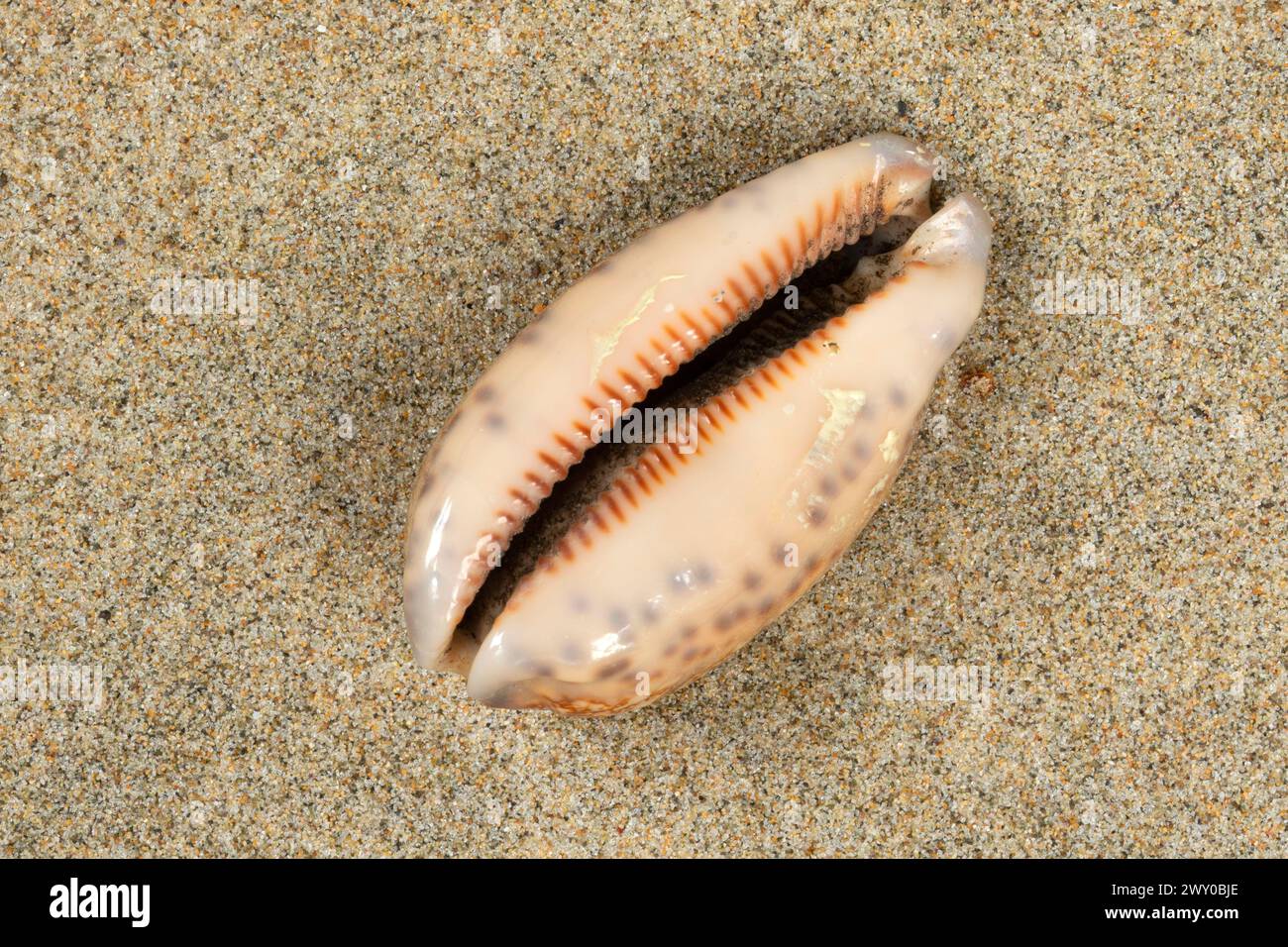 Seashell shell cowrie hi-res stock photography and images - Alamy