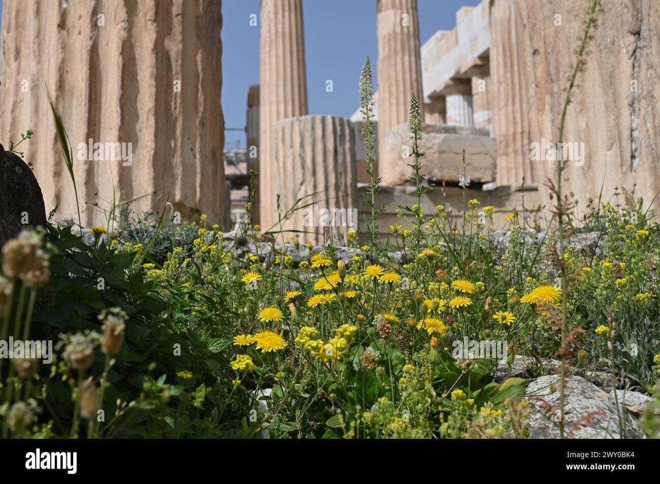 Wild flowers blossom in the Acropolis of Athens Wild flowers blossom in ...