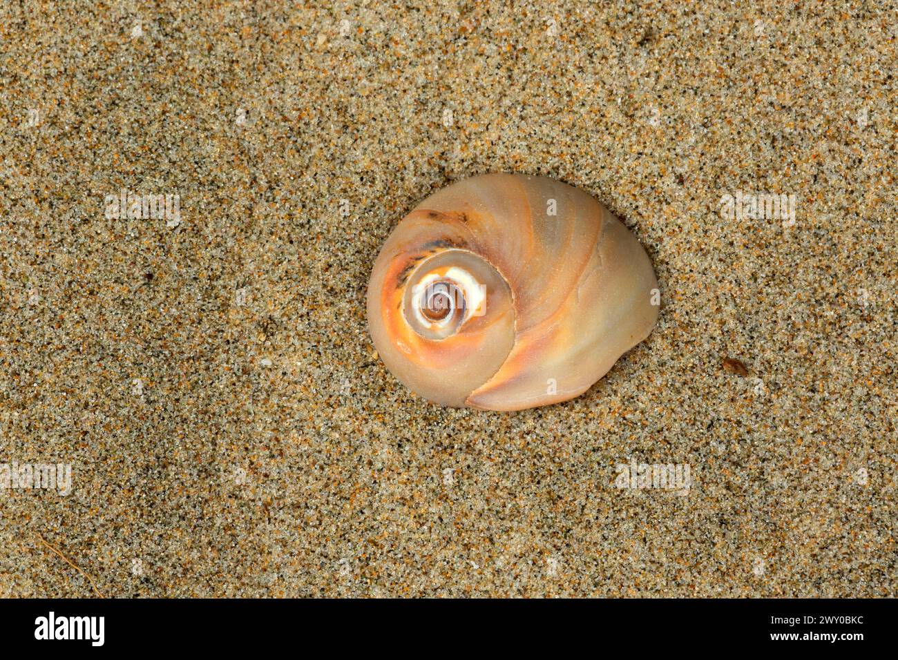 Moonsnail hi-res stock photography and images - Alamy