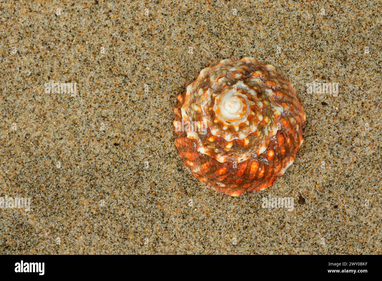 Wavy turban shell Stock Photo - Alamy