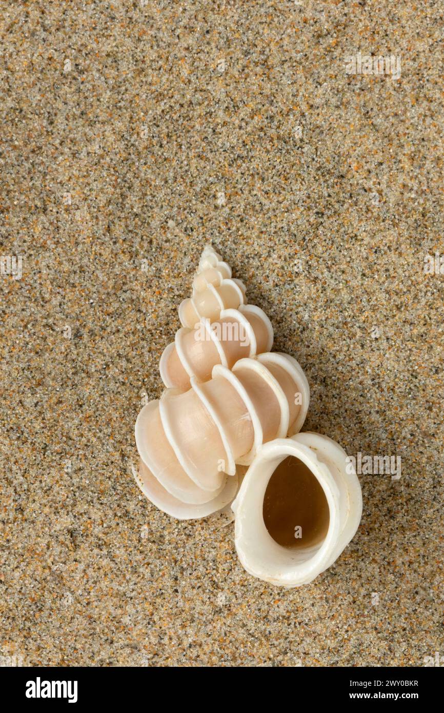 Snail shell staircase hi-res stock photography and images - Alamy