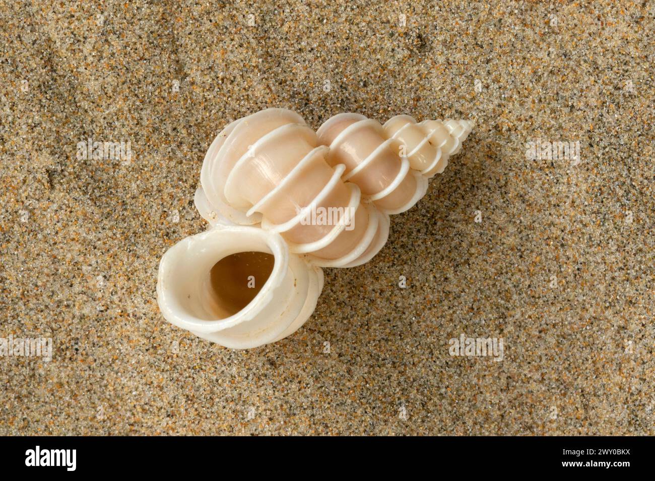 Ladder shell hi-res stock photography and images - Alamy