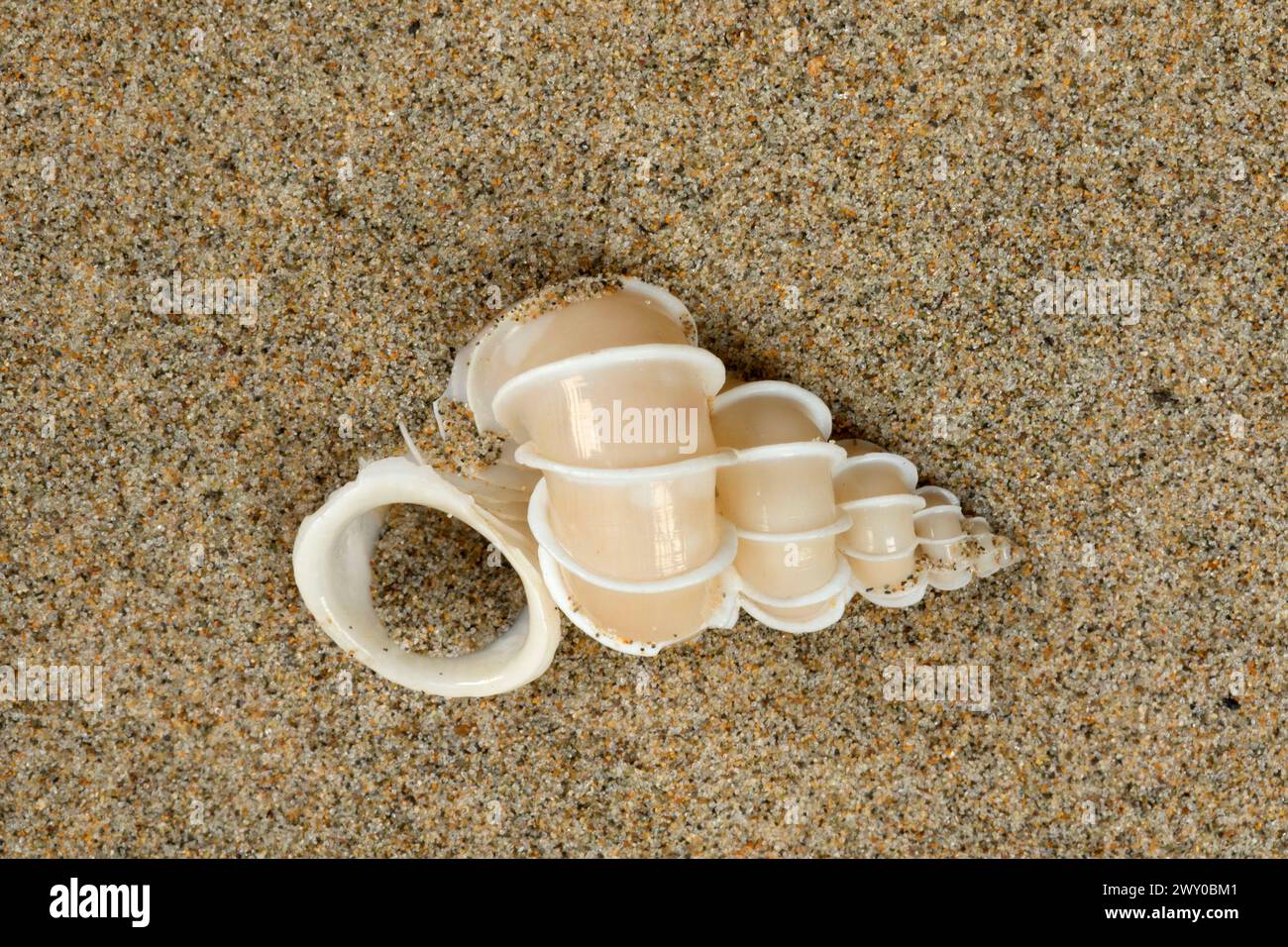 Snail shell staircase hi-res stock photography and images - Alamy
