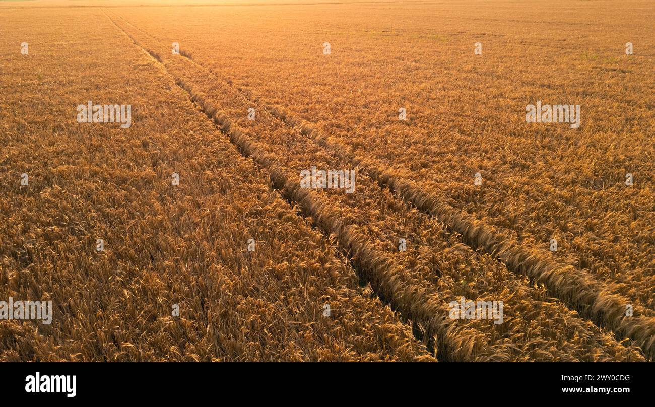 Agricultural land in the summer evening, wheel track marks in the wheat ...