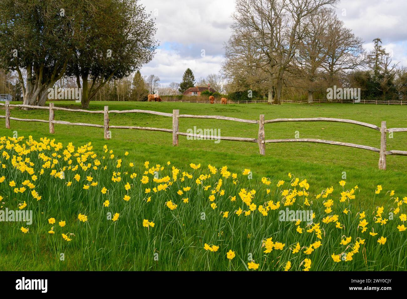 Cattle grazing in enclosed pasture hi-res stock photography and images ...