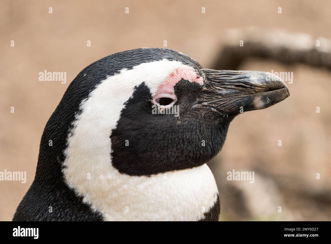 African penguin (Spheniscus demersus) closeup of face head beak and ...