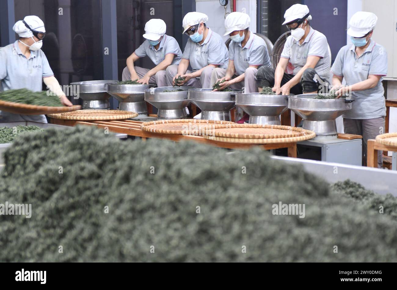 Zixing, China's Hunan Province. 2nd Apr, 2024. Workers process tea ...