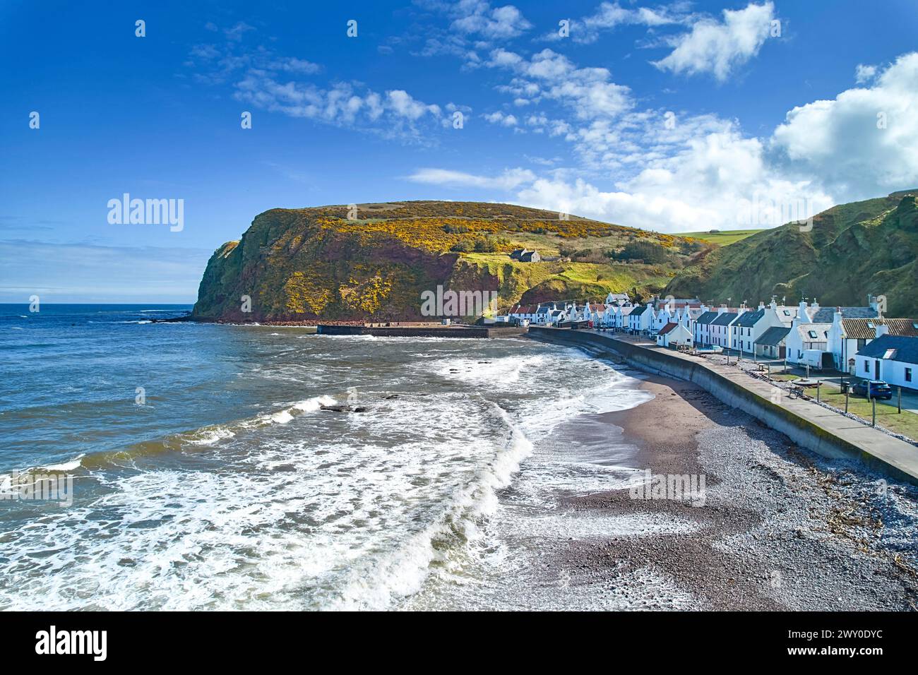 Pennan Village Aberdeenshire Scotland yellow gorse on the cliff a blue ...