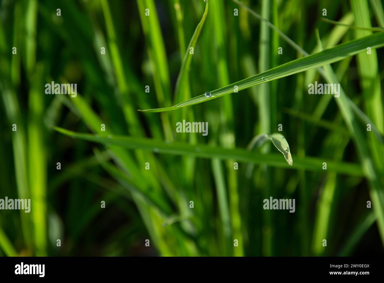 Morning dew on a grass Stock Photo - Alamy