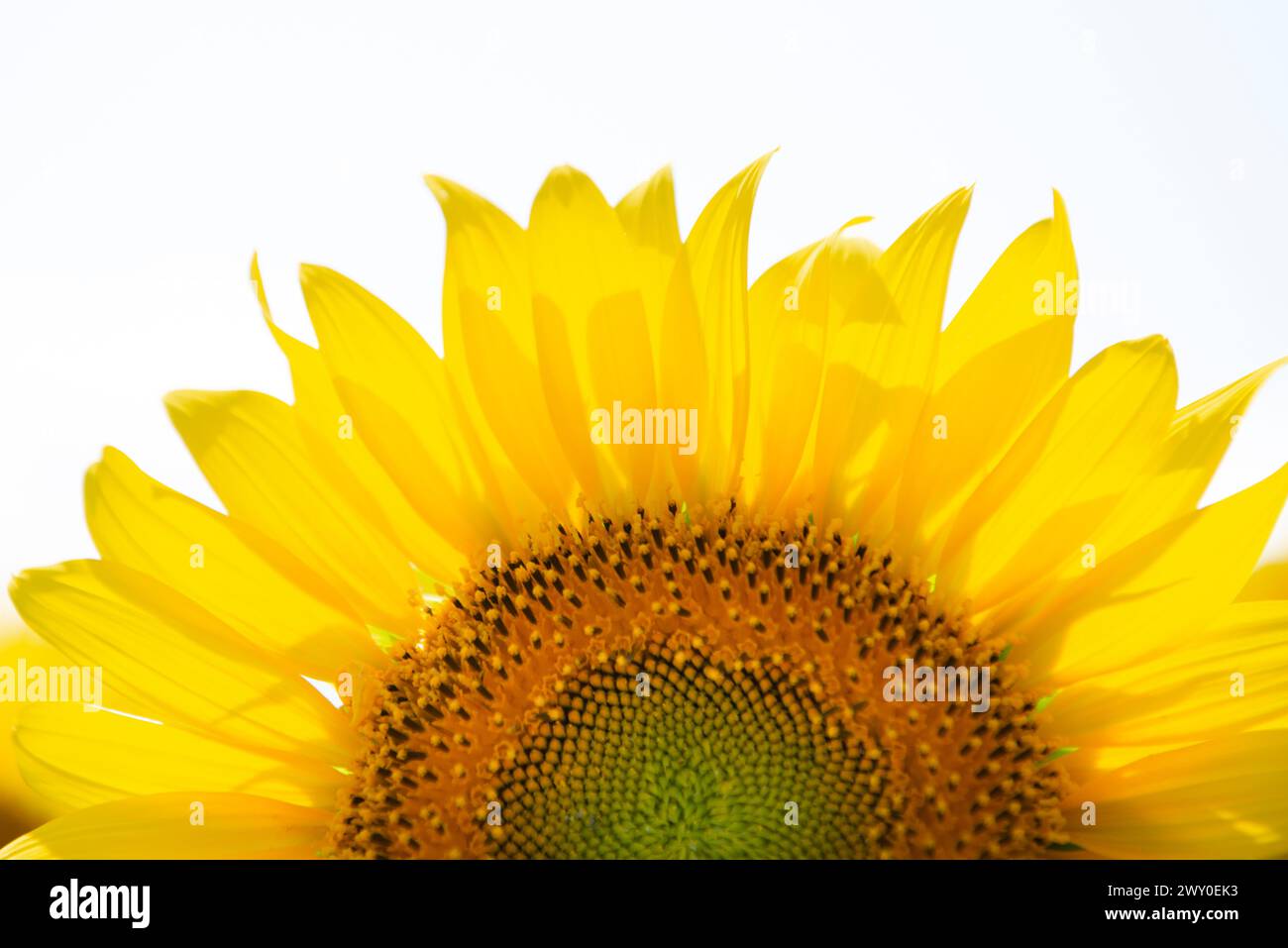 Sunflower farm landscape hi-res stock photography and images - Alamy