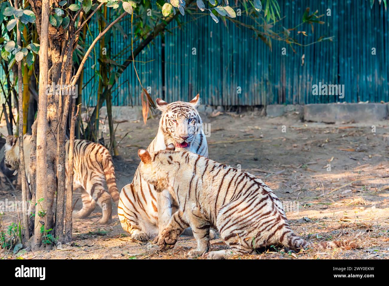 A female white tiger with her cub inside the tiger enclosure at the National Zoological Park ...