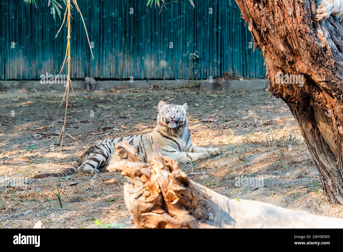 A white tiger cub staring while seated next to a dry moat, in the tiger ...