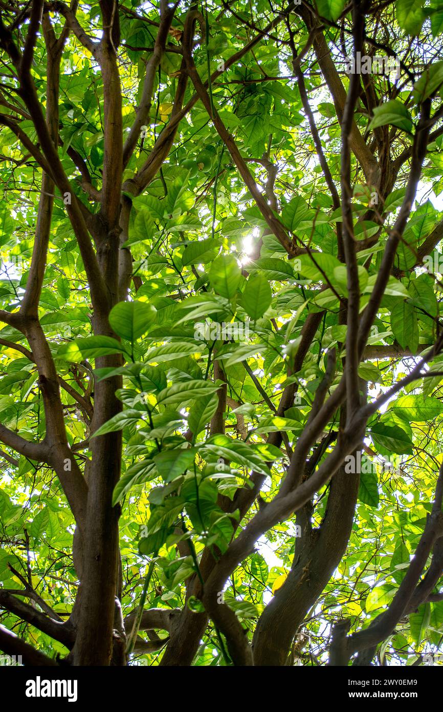 A lush green tree in dense forest with abundant foliage Stock Photo - Alamy