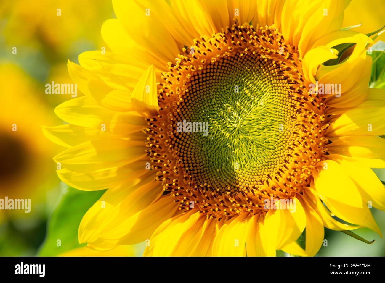 Close-up sunflowers in sunflower farm, Japan Stock Photo - Alamy