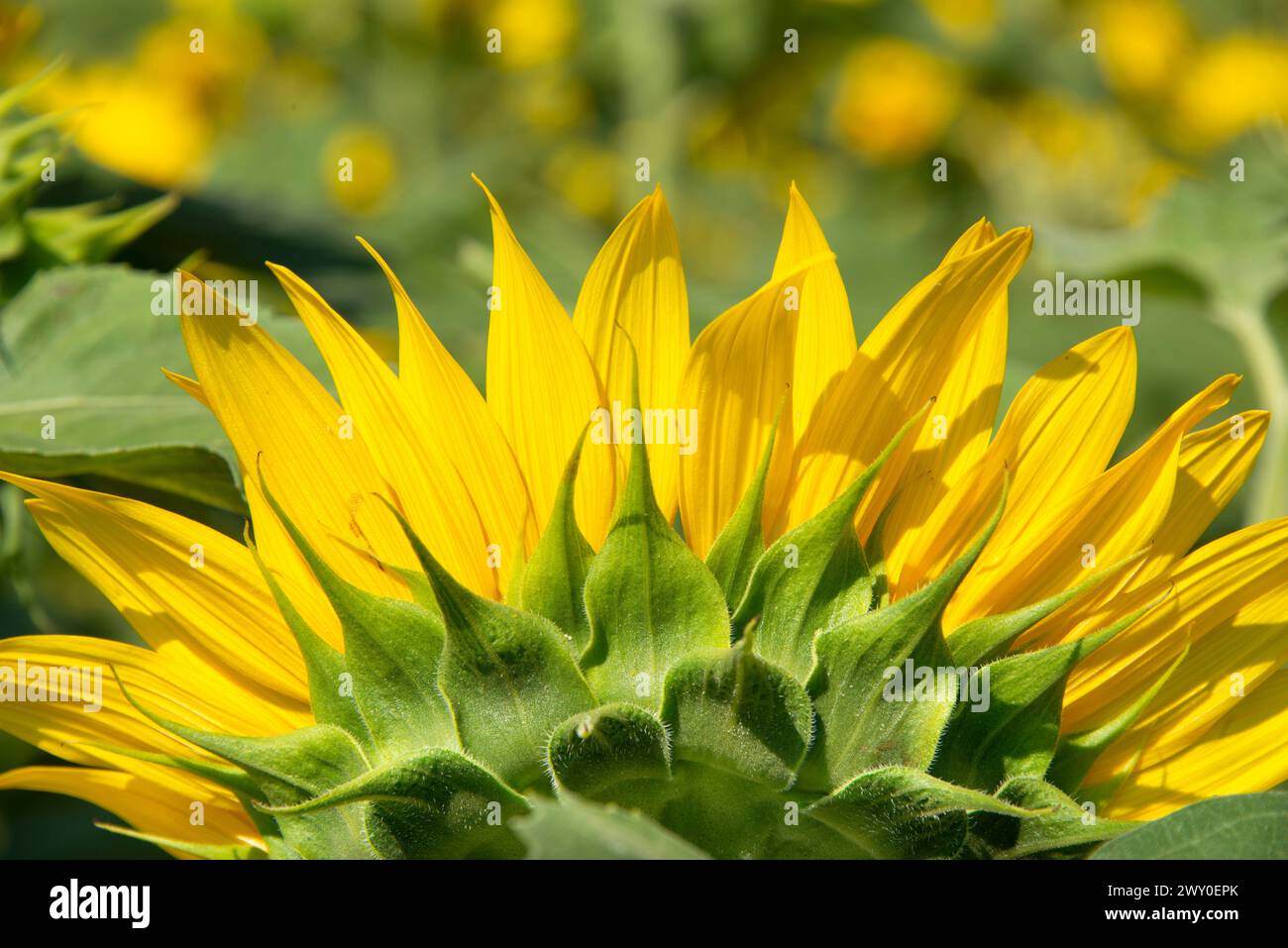 Farm sunflowers landscape hi-res stock photography and images - Alamy