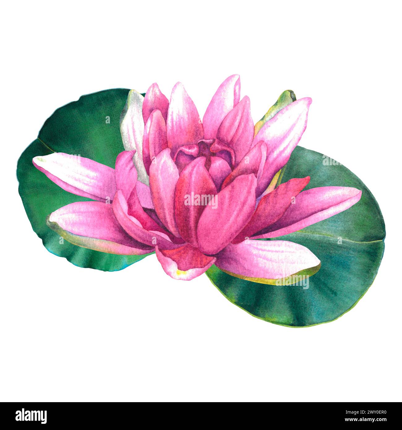 Pink water lily flower with two green leaves. Hand drawn watercolor ...