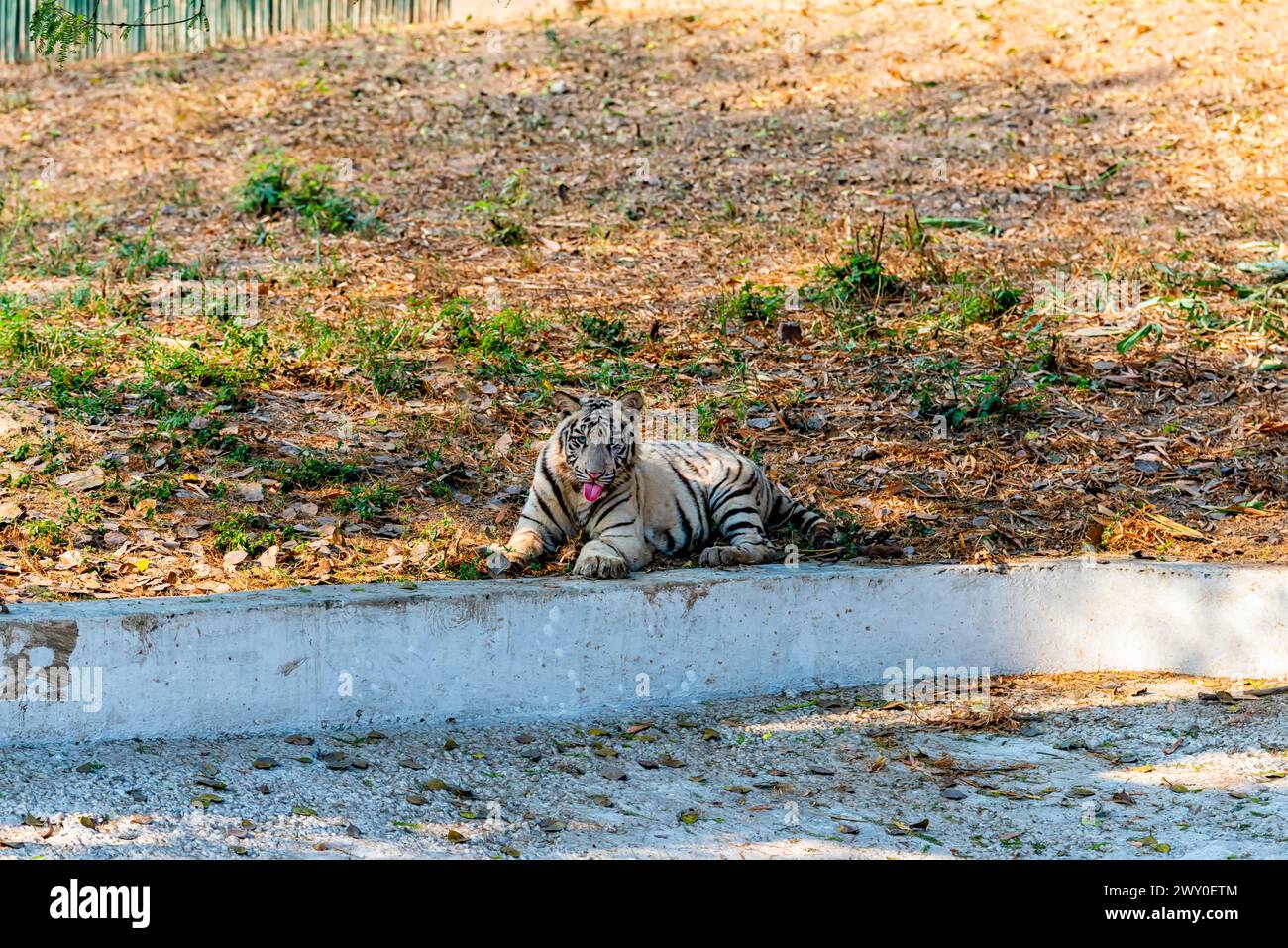 A white tiger cub staring while seated next to a dry moat, in the tiger ...