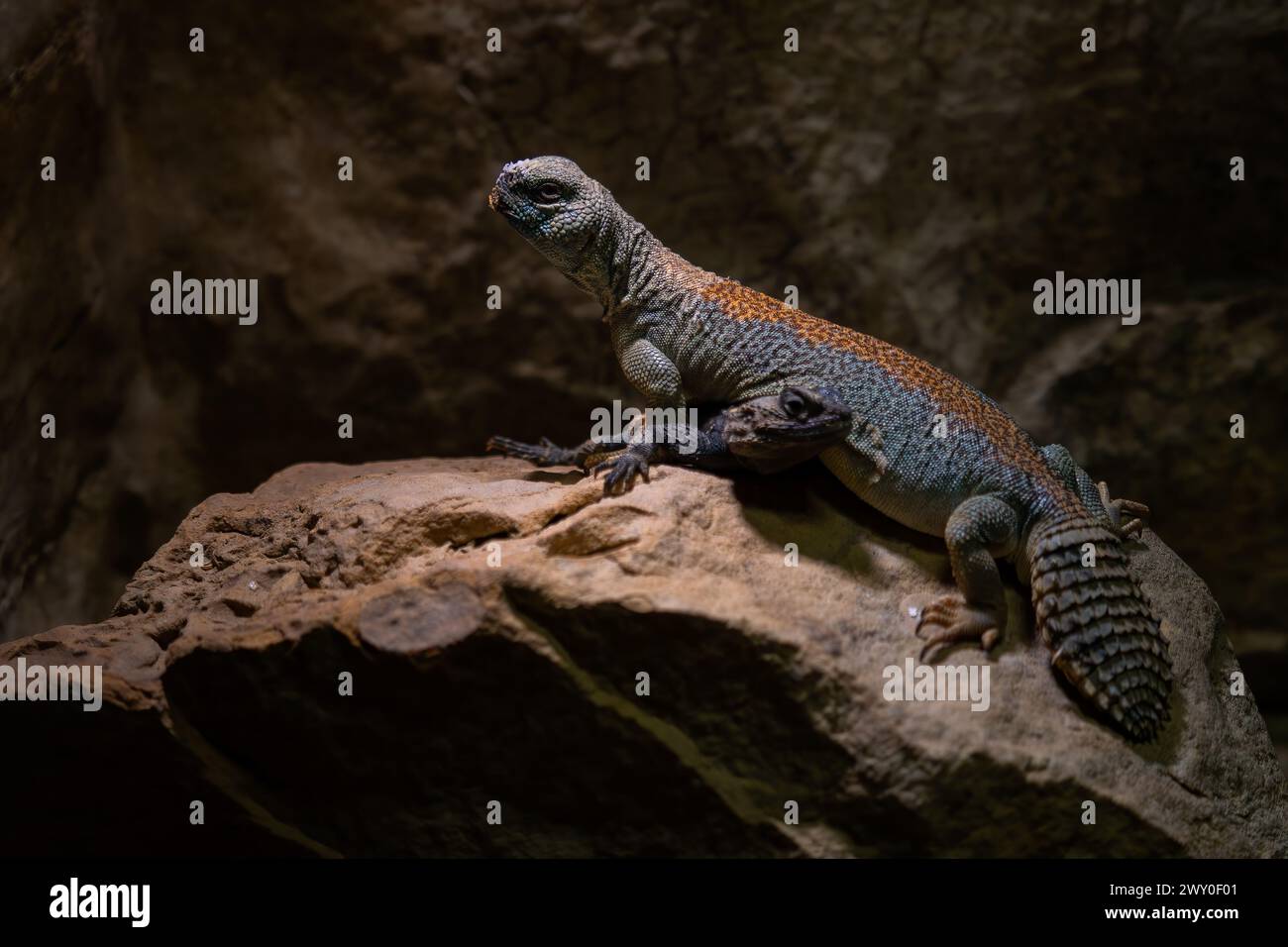 Thomas's mastigure - Uromastyx thomasi, unique special fat tailed agama ...