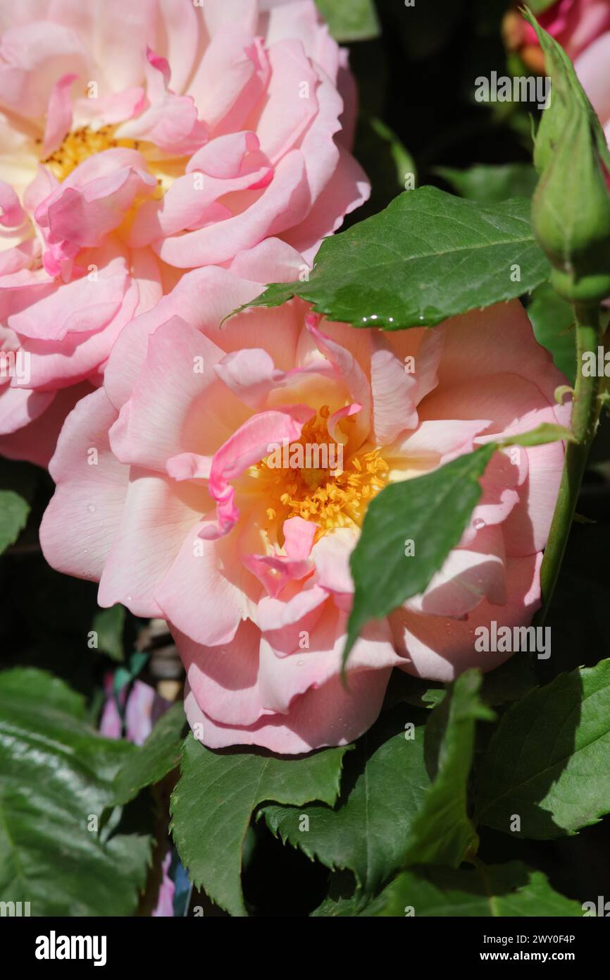 Rose lady waterlow hi-res stock photography and images - Alamy