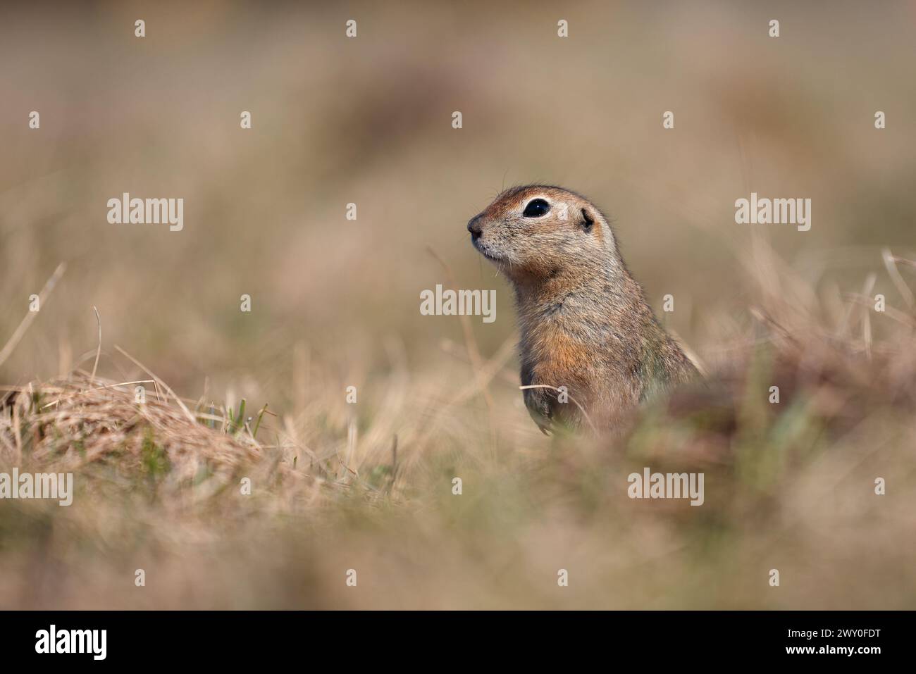 Portrait of a funny gopher, little ground squirrel or little suslik ...