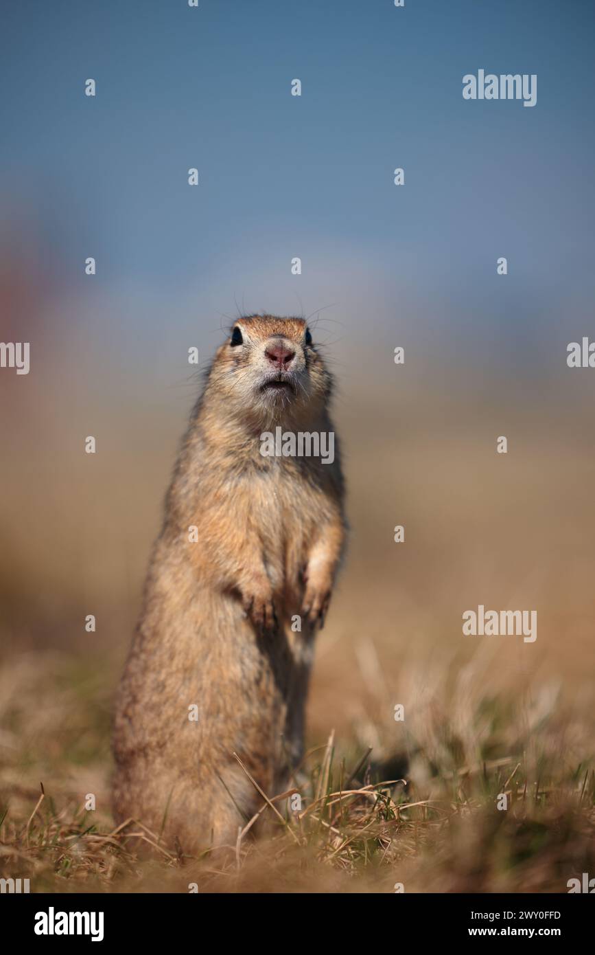 Portrait of a funny gopher, little ground squirrel or little suslik ...