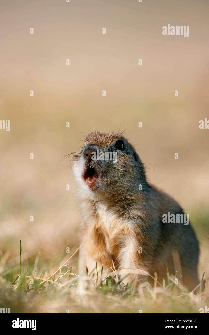 Portrait of a funny gopher, little ground squirrel or little suslik ...