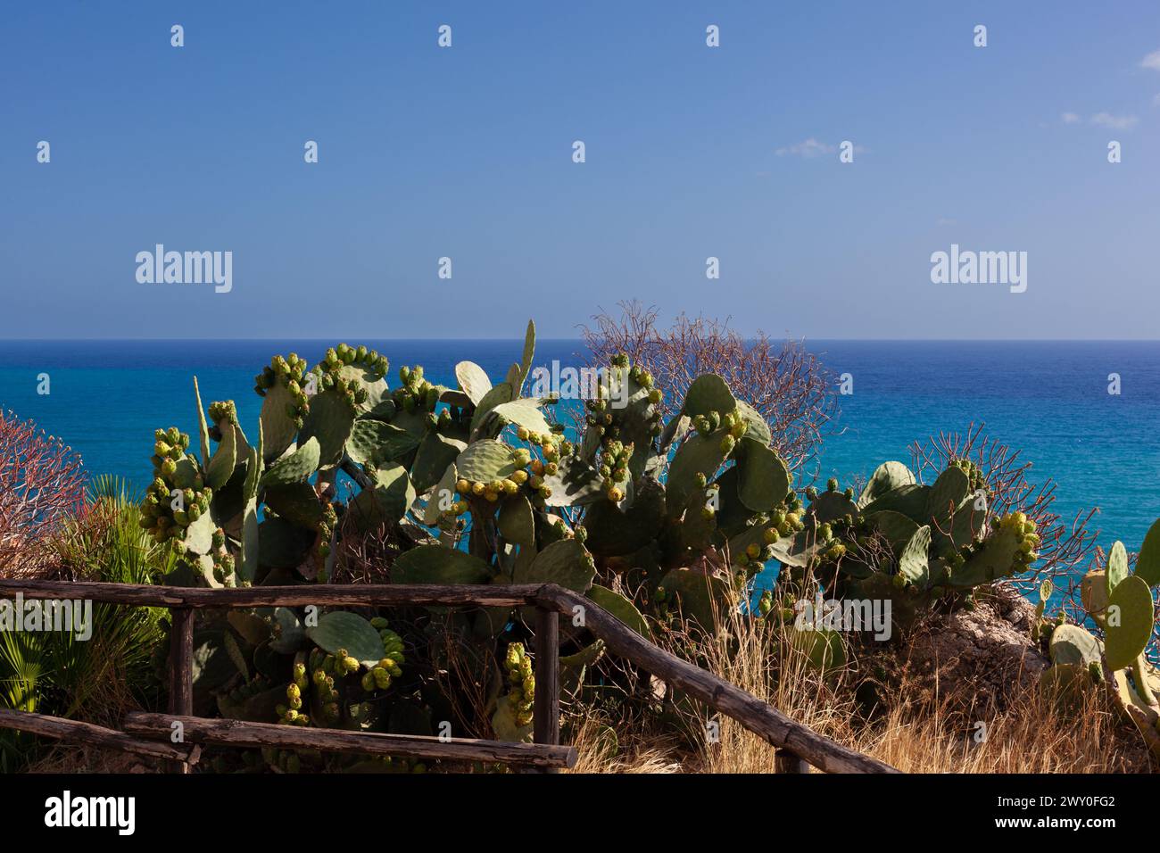 Prickly pears in the Zingaro Nature Reserve, between San Vito lo Capo ...