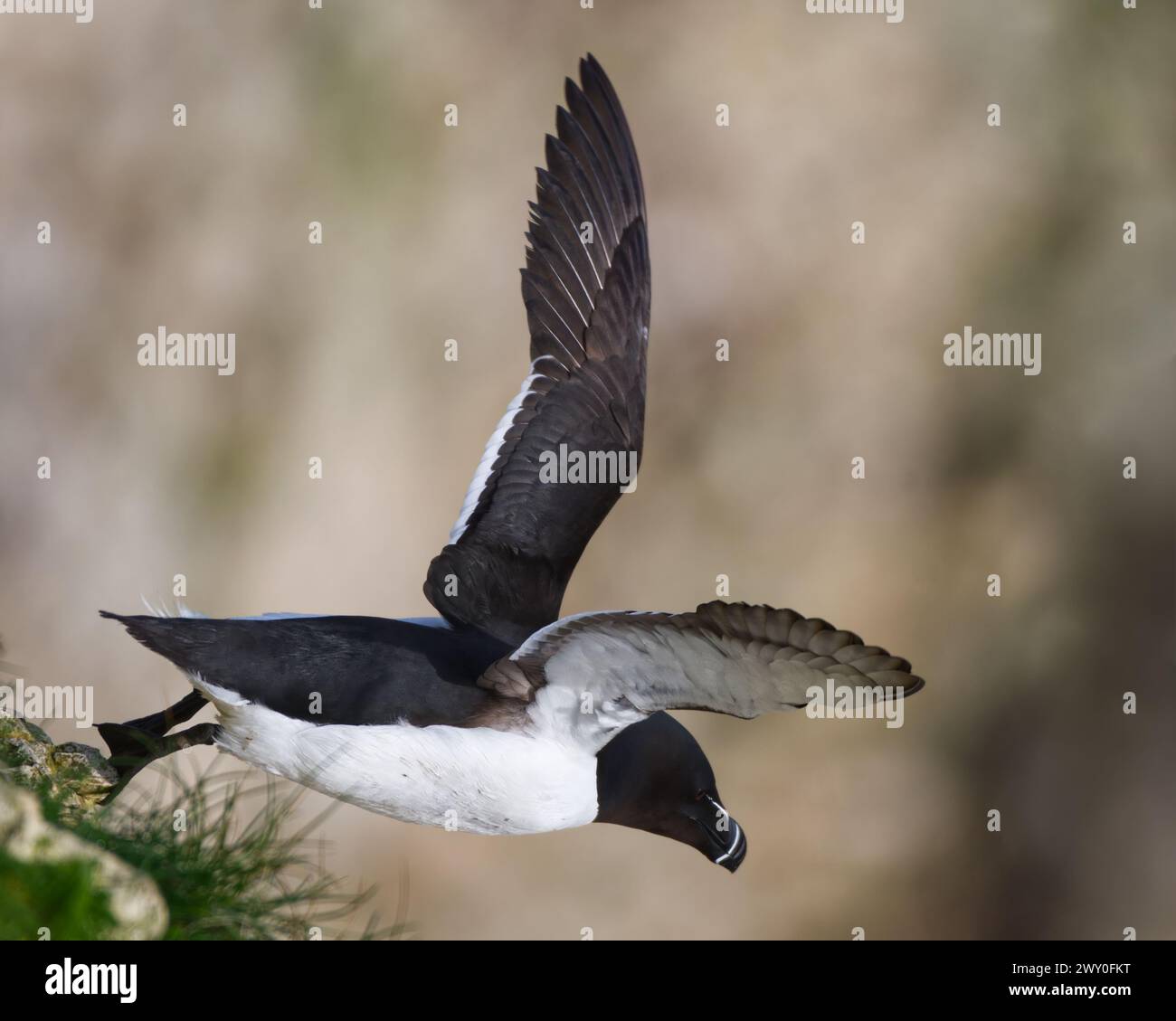 single razorbill just starting to dive from a cliff Stock Photo - Alamy