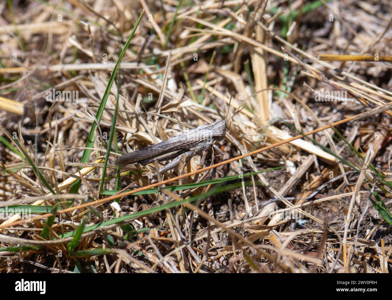 Amidst slender hi-res stock photography and images - Alamy