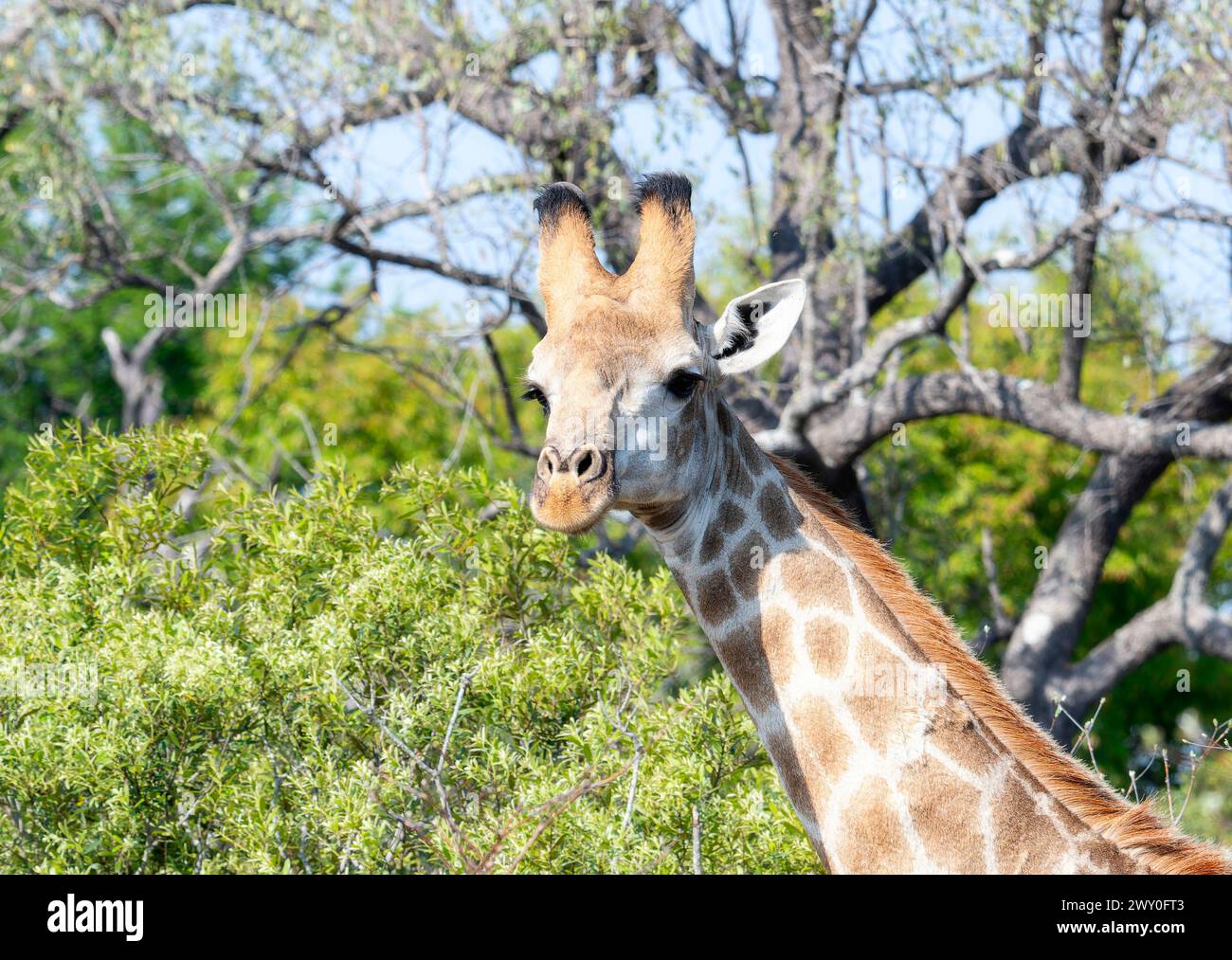 A southern African giraffe stands tall next to a dense and vibrant ...
