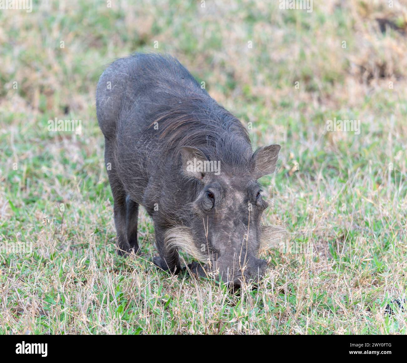 Warthog species hi-res stock photography and images - Alamy