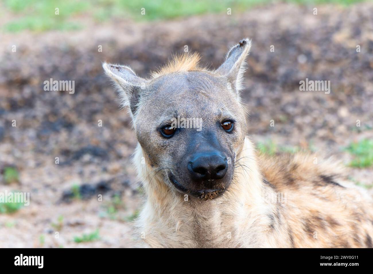 A spotted hyena, scientifically known as Crocuta crocuta, is seen ...