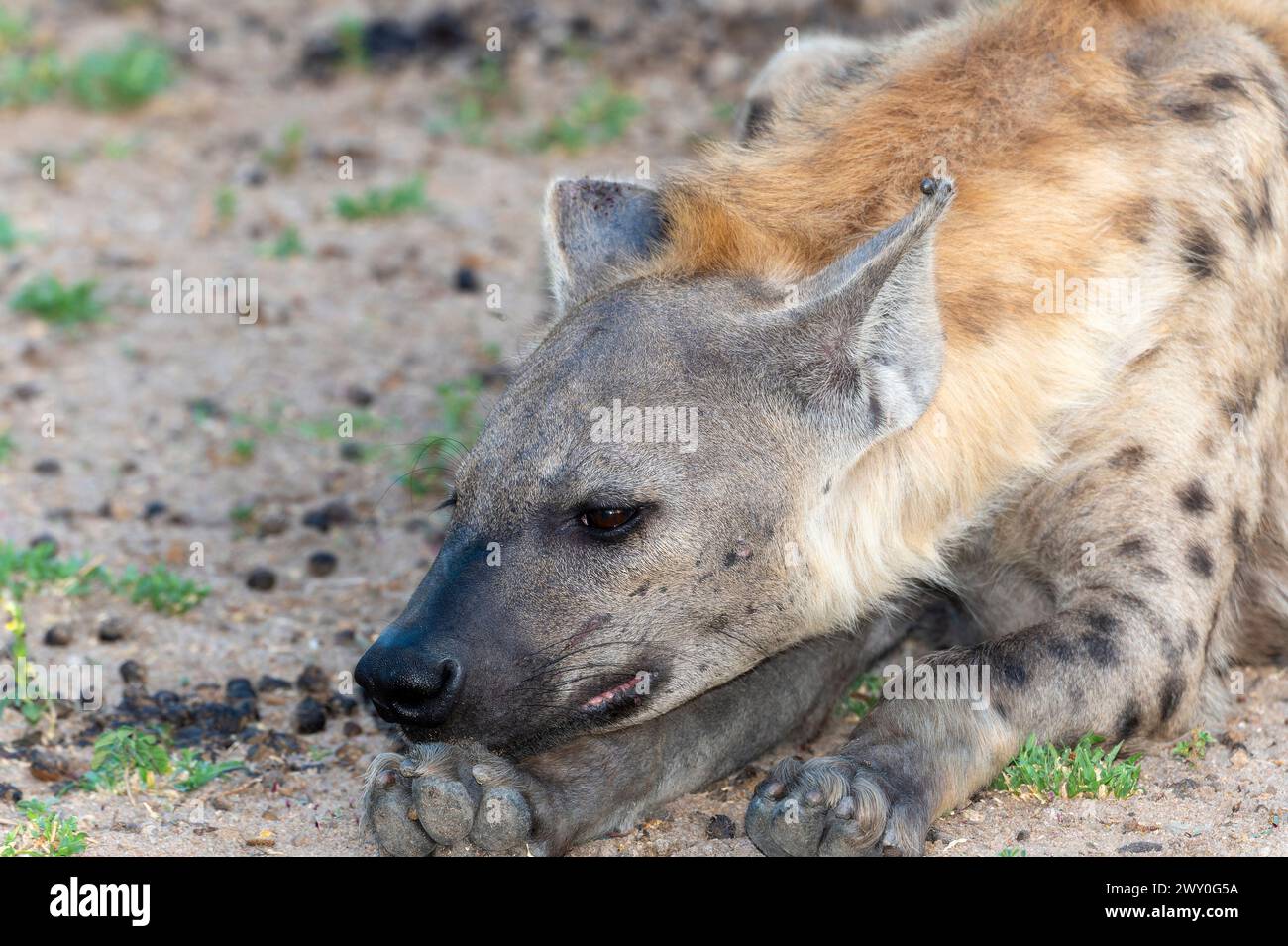 A Spotted Hyena, Crocuta crocuta, is resting in a field in South Africa ...